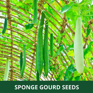 VibeX ® VLR-115 GREEN SPONGE GOURD TORAI SEEDS Seed Price in India ...
