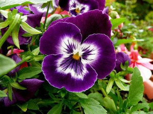 BDSresolve Pansy seeds/Penji flower seeds PACK OF 70 Seed Price in ...
