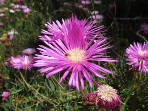 MAA Mesembryanthemum Seed Price in India - Buy MAA Mesembryanthemum ...