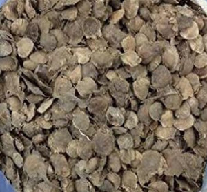 wequality chandan sandalwood/chandan seeds/chandan tree seeds(Red) Seed ...