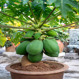 EcoFusion red lady papaya f1 hybrid Seed Price in India - Buy EcoFusion ...