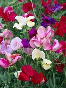 KANAYA Sweet pea Color F1 Hybrid Flower Seed Price in India - Buy ...