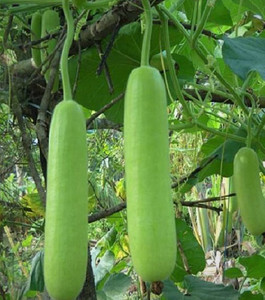 Seedsqlty Round bottle guard seeds, high germination (10 seeds) Seed ...