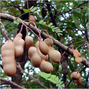 KANAYA Meethi Imli ( Tamarind) Seed Price in India - Buy KANAYA Meethi ...