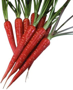 Avysa Carrot Red Long Seed Price in India - Buy Avysa Carrot Red Long ...
