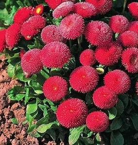 CYBEXIS Flower Seeds Russian Daisy, Daisy Seeds from Russia Seed Price ...