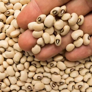 AloGardening Snake Bean Seed Price in India - Buy AloGardening Snake ...