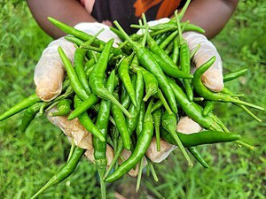 DHENU PRASAD Hybrid chilli (mirch) Seed Price in India - Buy DHENU ...