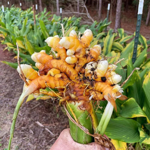 AVRAJIT Wild Turmeric,Haldi Seeds,Kachi Haldi,Kasturi Manjal,Curcuma ...