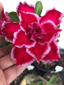 JRYU Adenium Mix Color Hybrid Flower Seed Price in India - Buy JRYU ...