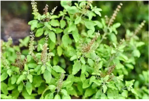 SEEDSART Tulsi Seeds " High Germination Seeds" Fast -Growth /120 Seeds ...