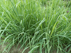 N.G.M. AGROCARE Nandi(Setaria sphacelata)perennial multicut fodder ...