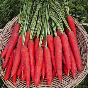 KANAYA Gajar Hybrid Vegetable Seed Price in India - Buy KANAYA Gajar ...