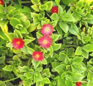 Aro Ice plant Seed Price in India - Buy Aro Ice plant Seed online at ...