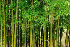 BDSresolve Bamboo seed for farming PACK OF 33 Seed Price in India - Buy ...