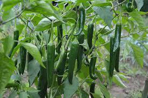 PODHA chilli seeds mirchi Seed Price in India - Buy PODHA chilli seeds ...