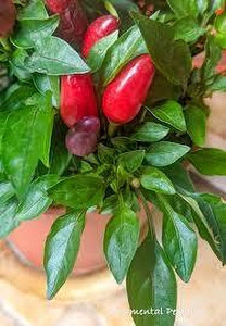 greenfarm XZSI- Organic Chilli seeds / Mirchi Seeds , 500 X Seeds per ...