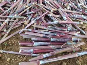 NATURE FARM AUSTRALIAN RED NAPIER MULTICUT GRASS STICKS SEED Seed Price ...