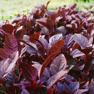 KANAYA Cholai Saag Seed Price in India - Buy KANAYA Cholai Saag Seed ...
