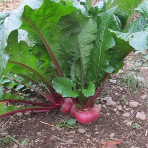 MYLAWN Purple Queen Turnip Seed Price in India - Buy MYLAWN Purple ...