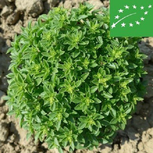 WILLVINE PAU-27 Fino Verde Basil Seed Price in India - Buy WILLVINE PAU ...