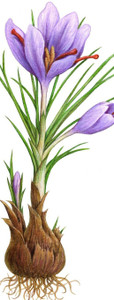 Cloud Farm Kashmiri Saffron/Kesar Bulb (pack of 5 Seeds) Seed Price in ...