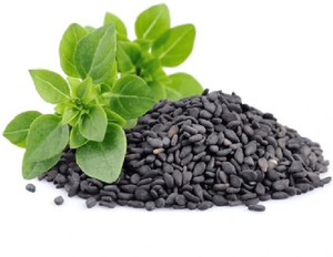 Essentia Basil, Sabja Seeds, Tukmaria, Ocimum basilicum, Bapji Seeds ...