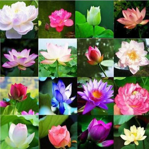 BALCONYPLANTX worlds rare LOTUS ( KAMAL ) flower Seed Price in India ...