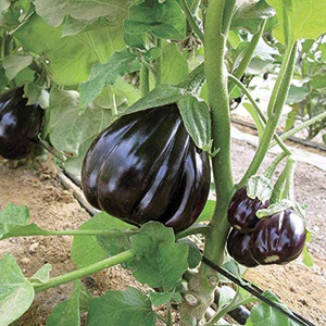 CYBEXIS Purple Brinjal Epidermis Strange Shape 2400 Seeds Seed Price in ...
