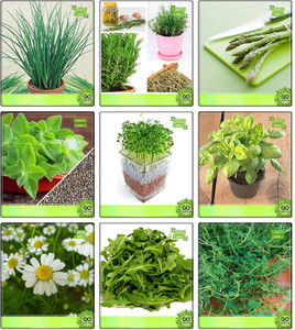 CYBEXIS Combo Mint,Cress Common,Lemon Basil,German Chamomille,Wild ...