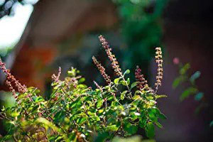 MAA Holy Basil, Tulsi, Tulasi Seed Price in India - Buy MAA Holy Basil ...