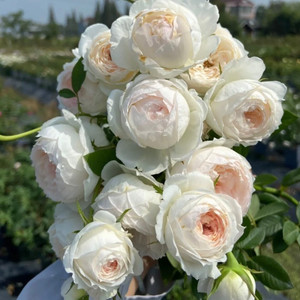 WILLVINE Rose ”Arietta” Japanese Seed Price in India - Buy WILLVINE ...