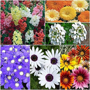 Paudha Dimorphotica white Seed Price in India - Buy Paudha Dimorphotica ...