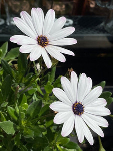 CEZIUS Home Garden Seeds Organic Dimorphotheca Flower Plant Seed Price ...