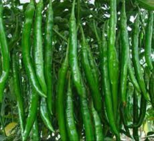 Wellspring CW45 CHILLI (MIRCH OR MIRCHI) SEED BEST QUALITY F1 HYBRID ...