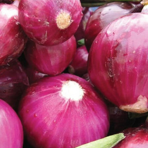 KEROS Red Grano, Onion Seed Price in India - Buy KEROS Red Grano, Onion ...