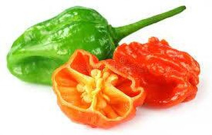 SREE Hybrid chilli,Hybrid mirchi,bullet mirchi, Seed Price in India ...