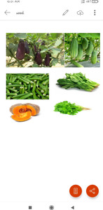 Senapati store Vagetabel seed, Kumro, Sosa, Bagun Seed Price in India ...