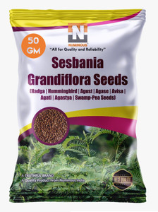 Numinous Sesbania Grandiflora, Hadga, Agati, Avisa Seed Price in India ...