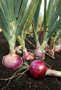 KANAYA Onion Red Kanda Vegetable Seed Price in India - Buy KANAYA Onion ...