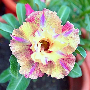 VibeX ® LXI-133 Easy to Grow Mixed Type Adenium Obesum Seed Price in ...