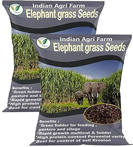 IAgriFarm Elephant Grass Seed 2 Kg Pennisetum purpureum / Napier grass ...
