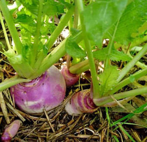 MYLAWN Thai Turnip Purple White Seed Price in India - Buy MYLAWN Thai ...