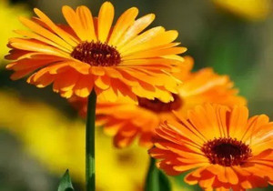 Aro Calendula Seed Price in India - Buy Aro Calendula Seed online at ...