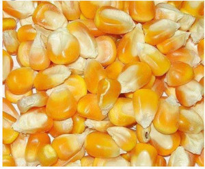 Ratan entreprises Maize seeds Seed Price in India - Buy Ratan ...