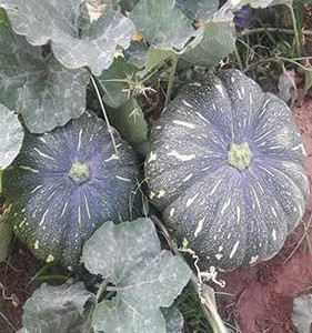 CRGO DIOART-AQW-™Hybrid Pumpkin/Kaddu Vegetables-100 SEEDS-PS975 Seed ...