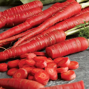 CRGO CARROT , GAJAR Seed Price in India - Buy CRGO CARROT , GAJAR Seed ...
