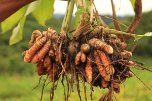 AVRAJIT Wild Turmeric,Haldi Seeds,Kachi Haldi,Kasturi Manjal,Curcuma ...