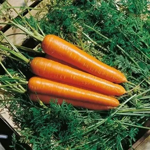 Aro Carrot, Gajar Seed Price in India - Buy Aro Carrot, Gajar Seed ...