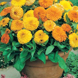 KANAYA Calendula Yellow Seed Price in India - Buy KANAYA Calendula ...
